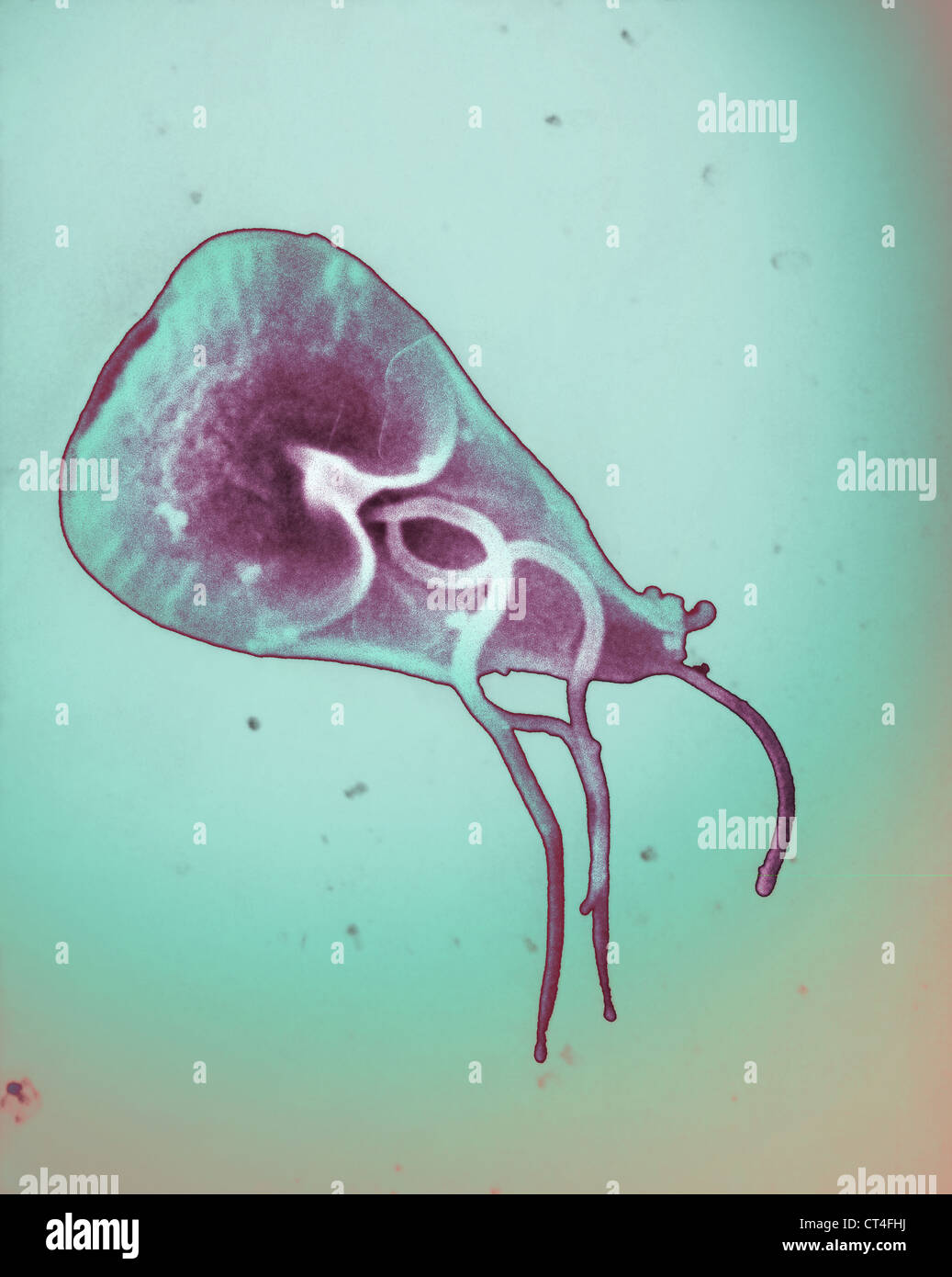 Giardia Lamblia Under Microscope