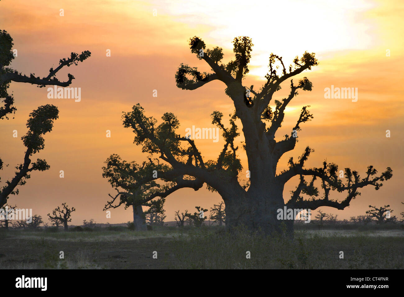 Baobab adansonia sp hi-res stock photography and images - Alamy