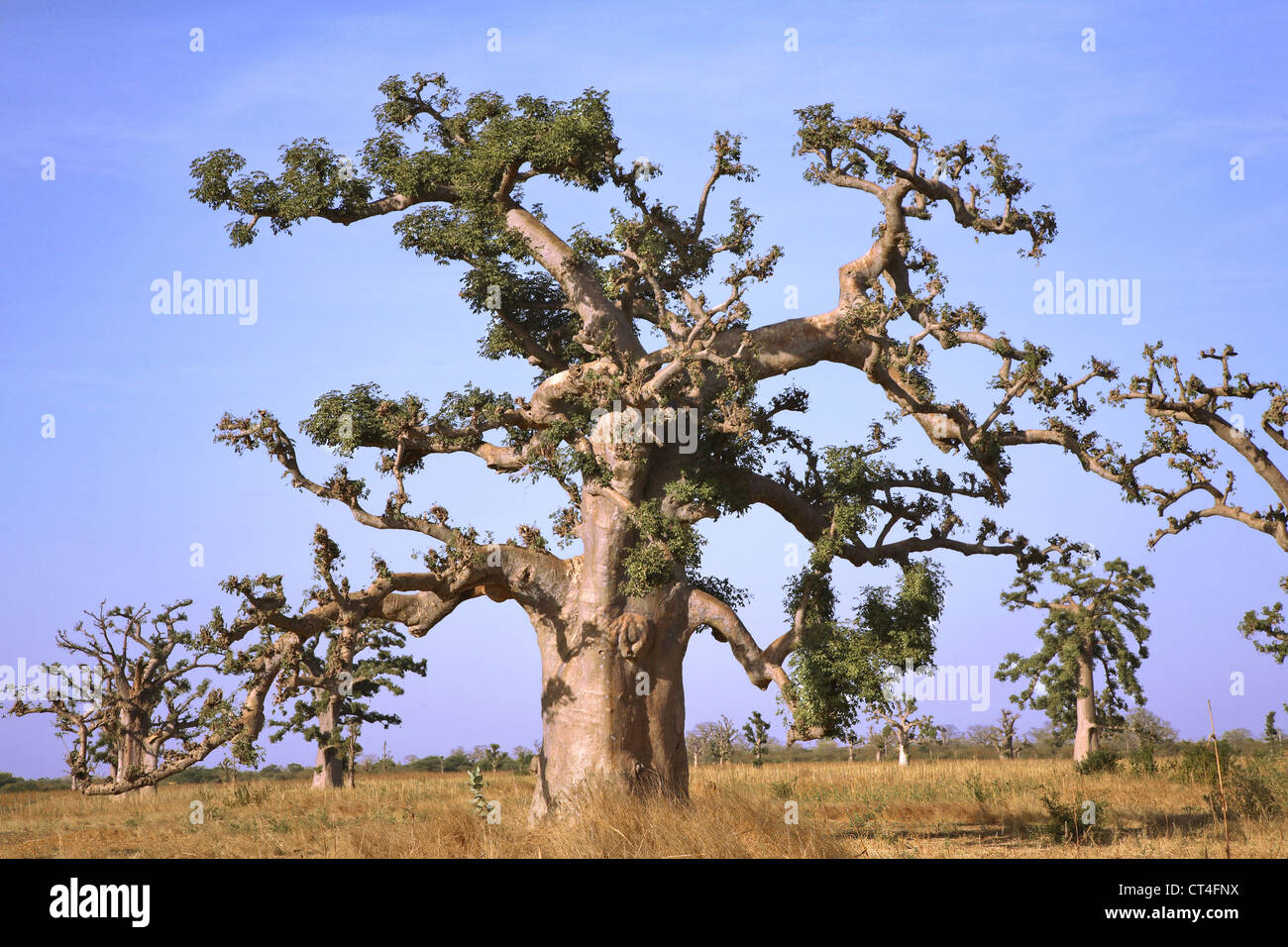 Baobab adansonia sp hi-res stock photography and images - Alamy