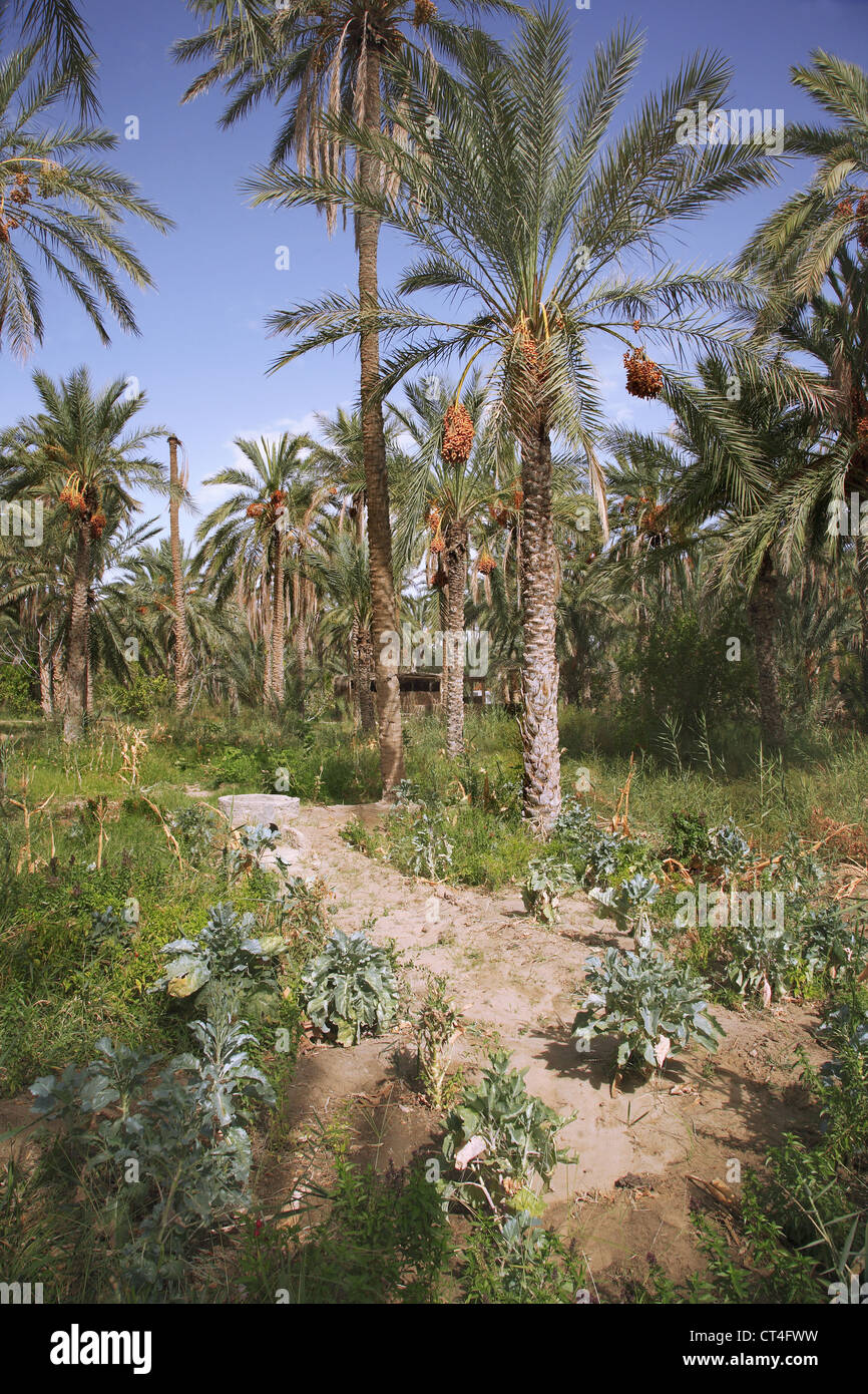 Palm grove date palms phoenix hi-res stock photography and images - Alamy