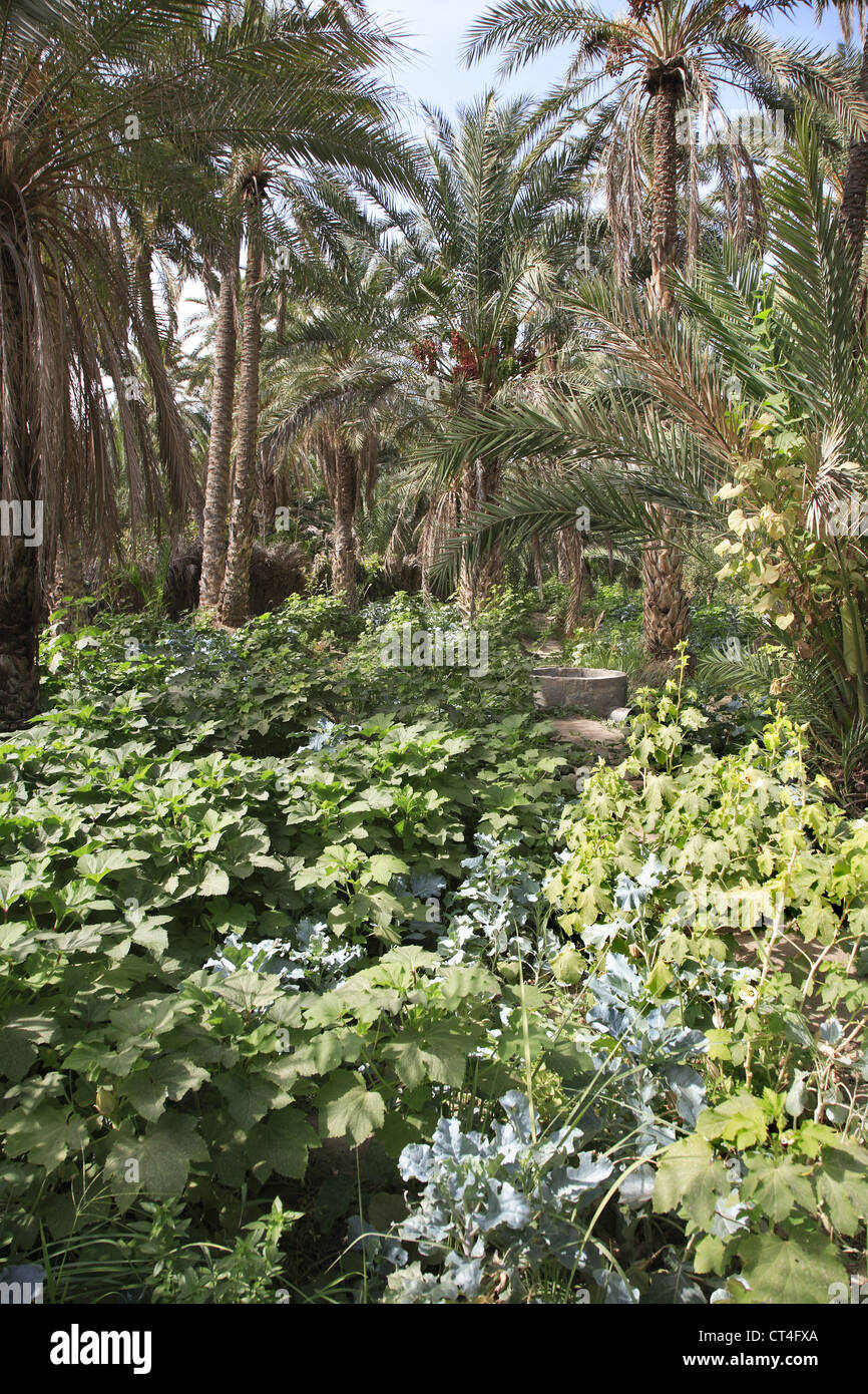 Palm grove date palm trees hi-res stock photography and images - Alamy