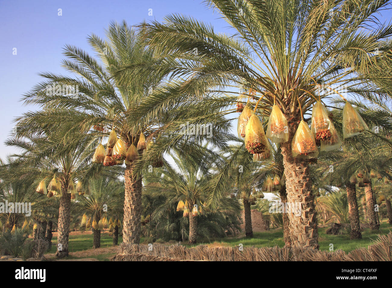 Fruitful palm tree hi-res stock photography and images - Alamy