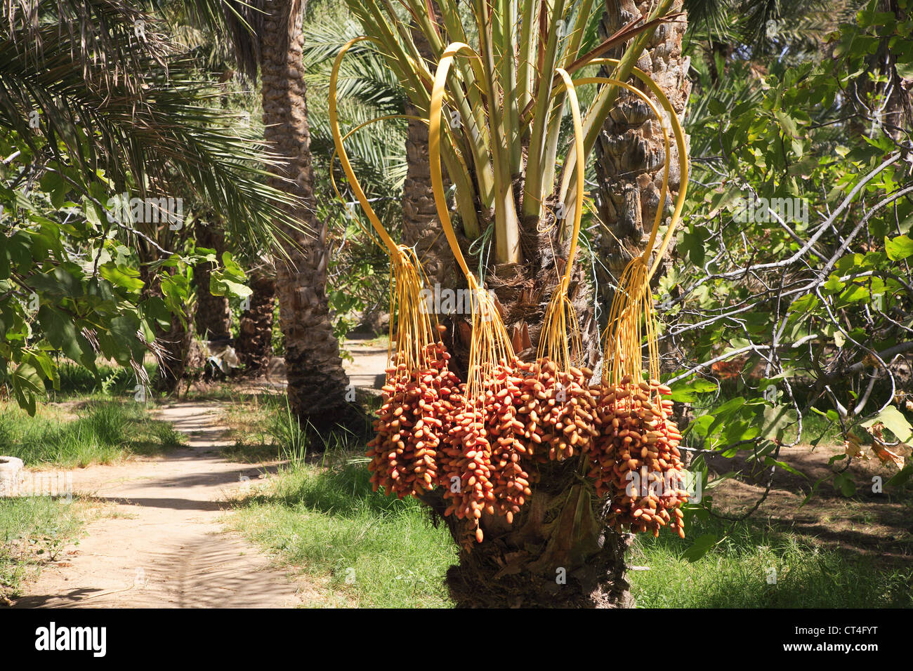 Fruitful palm tree hi-res stock photography and images - Alamy