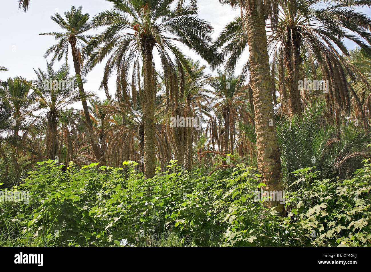 Palm grove date palms phoenix hi-res stock photography and images - Alamy