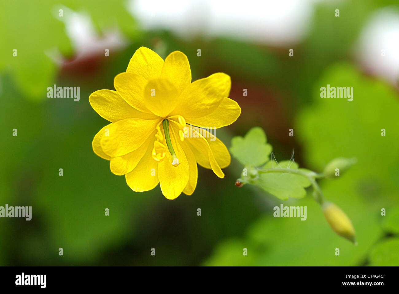 Greater celandines hi-res stock photography and images - Alamy