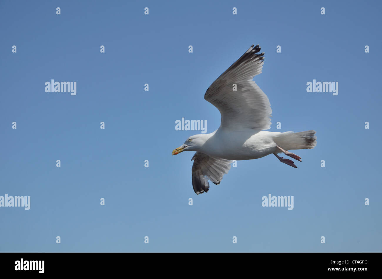 Seagulls in Bridlington, Yorkshire, UK Stock Photo - Alamy