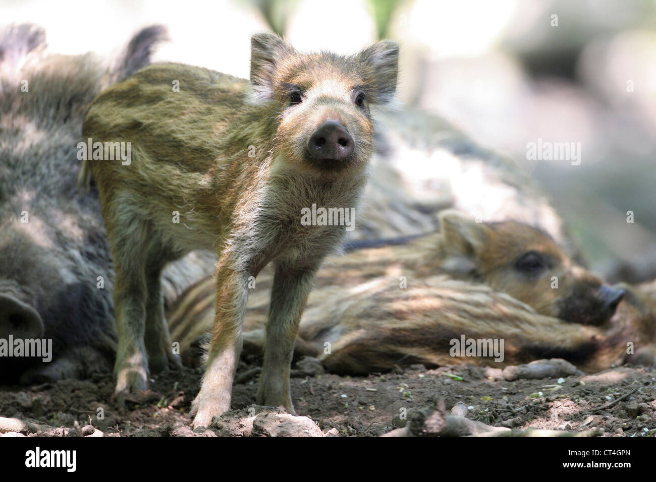 Lying down wild boar hi-res stock photography and images - Alamy