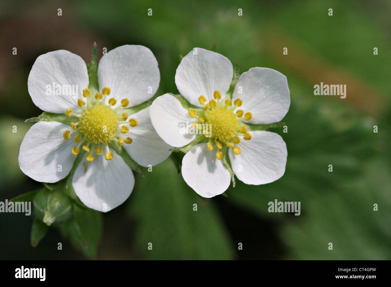 Strawberries fragaria sp hi-res stock photography and images - Alamy