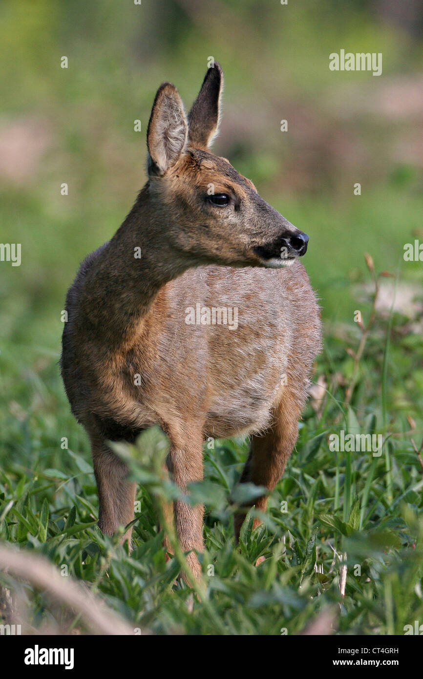 WESTERN ROE DEER Stock Photo - Alamy