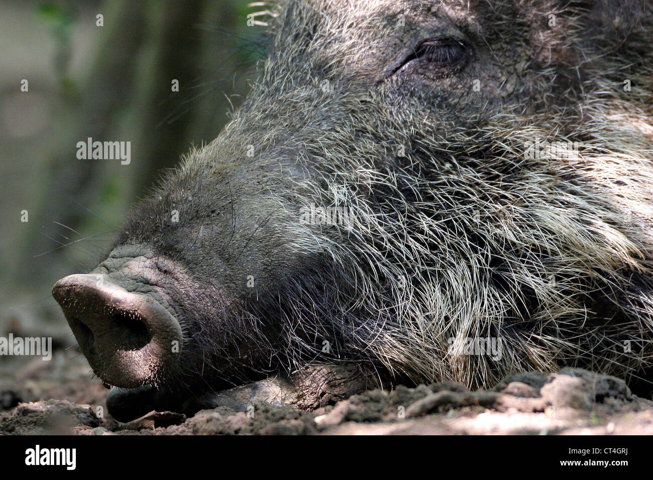 Wild boars heads hi-res stock photography and images - Alamy