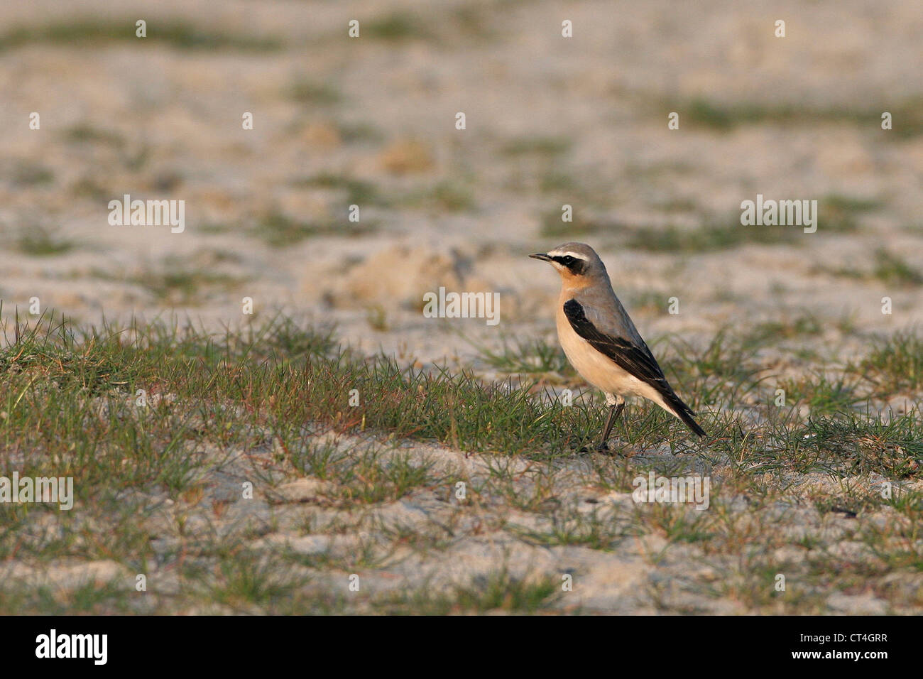 Wheatear oenanthe sp hi-res stock photography and images - Alamy