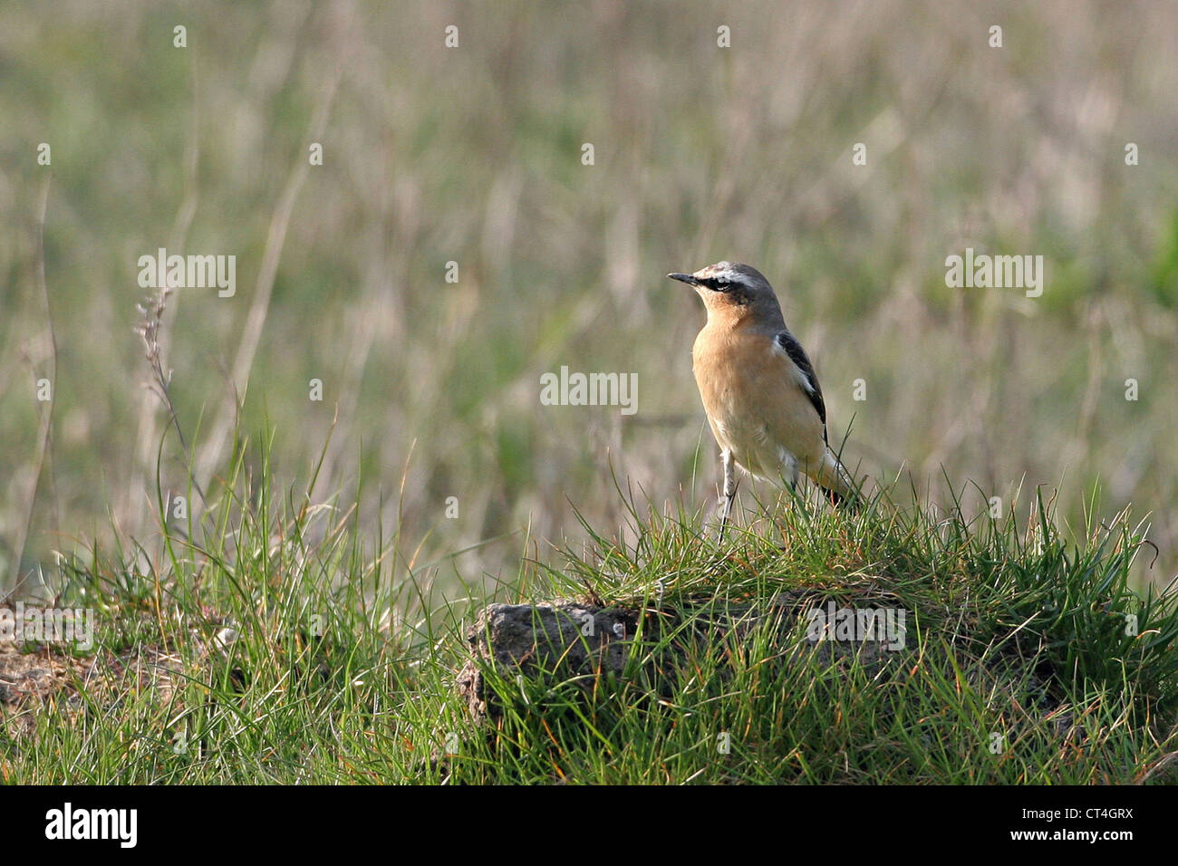 Wheatear oenanthe sp hi-res stock photography and images - Alamy