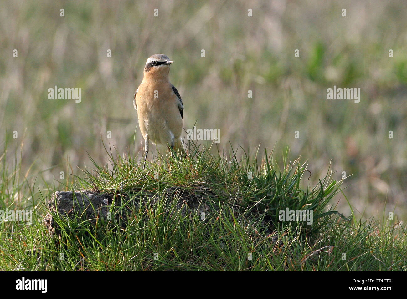 Wheatear oenanthe sp hi-res stock photography and images - Alamy