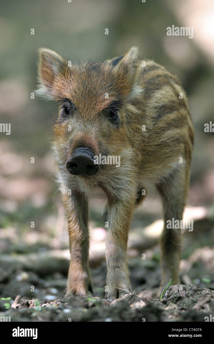 Wild boar head shot hi-res stock photography and images - Alamy