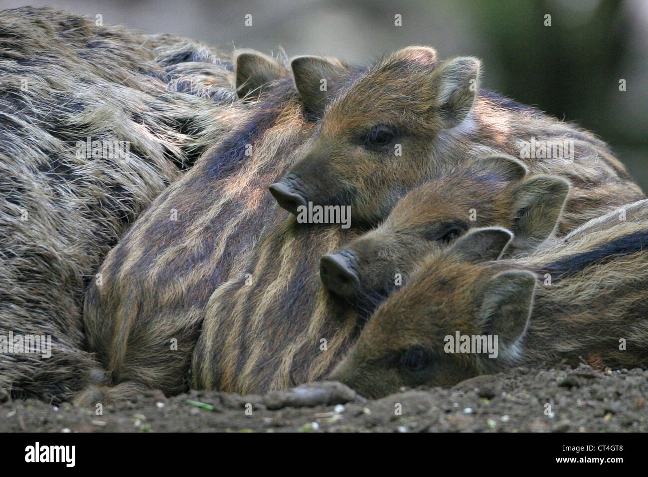 Lying down wild boar hi-res stock photography and images - Alamy