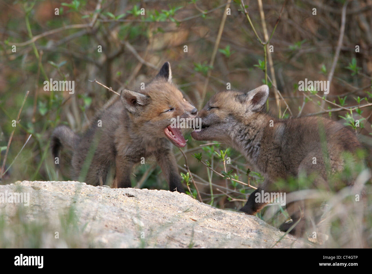 Fox howling hi-res stock photography and images - Alamy