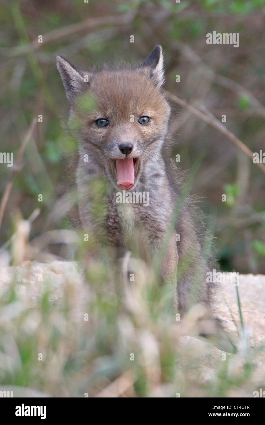 Vulpes sp hi-res stock photography and images - Alamy