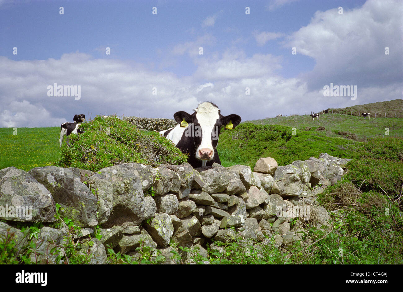 A Holstein Fresian Cow Curiously Looking over a Dry Stone Wall, Colvend ...