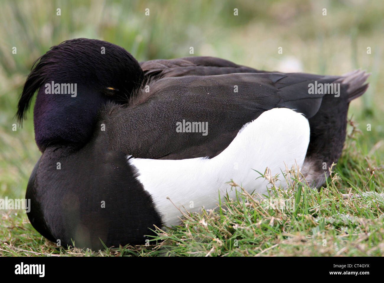 Duck lying down in grass hi-res stock photography and images - Alamy