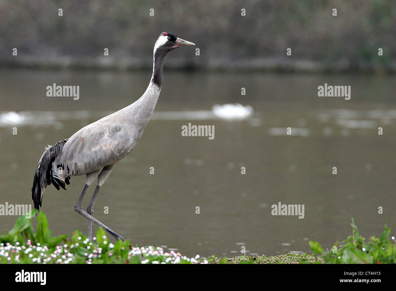 Individual cranes hi-res stock photography and images - Alamy