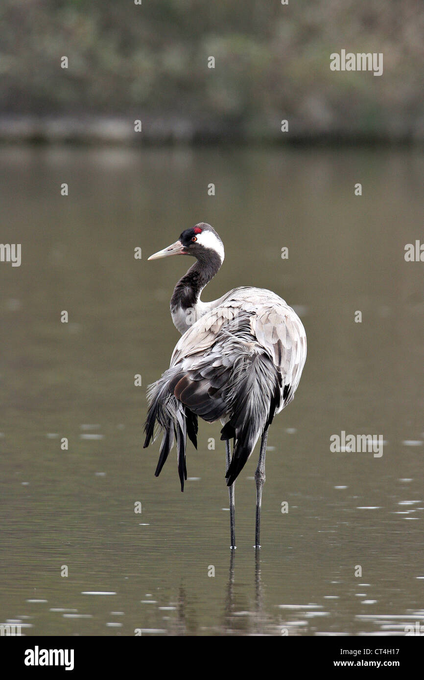 Individual cranes hi-res stock photography and images - Alamy