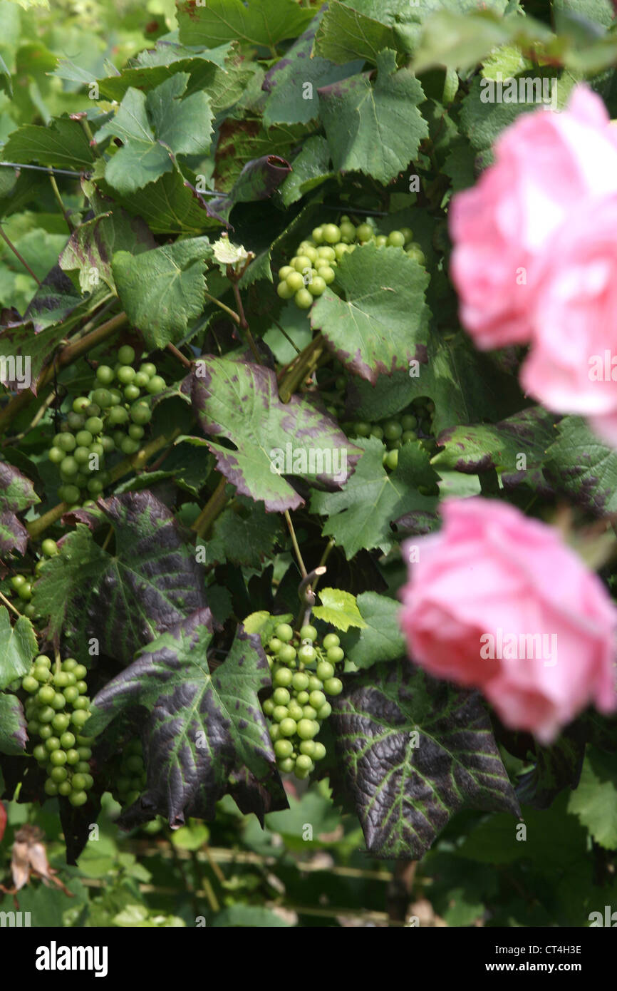 Grapevine Vitis Sp High Resolution Stock Photography and Images - Alamy