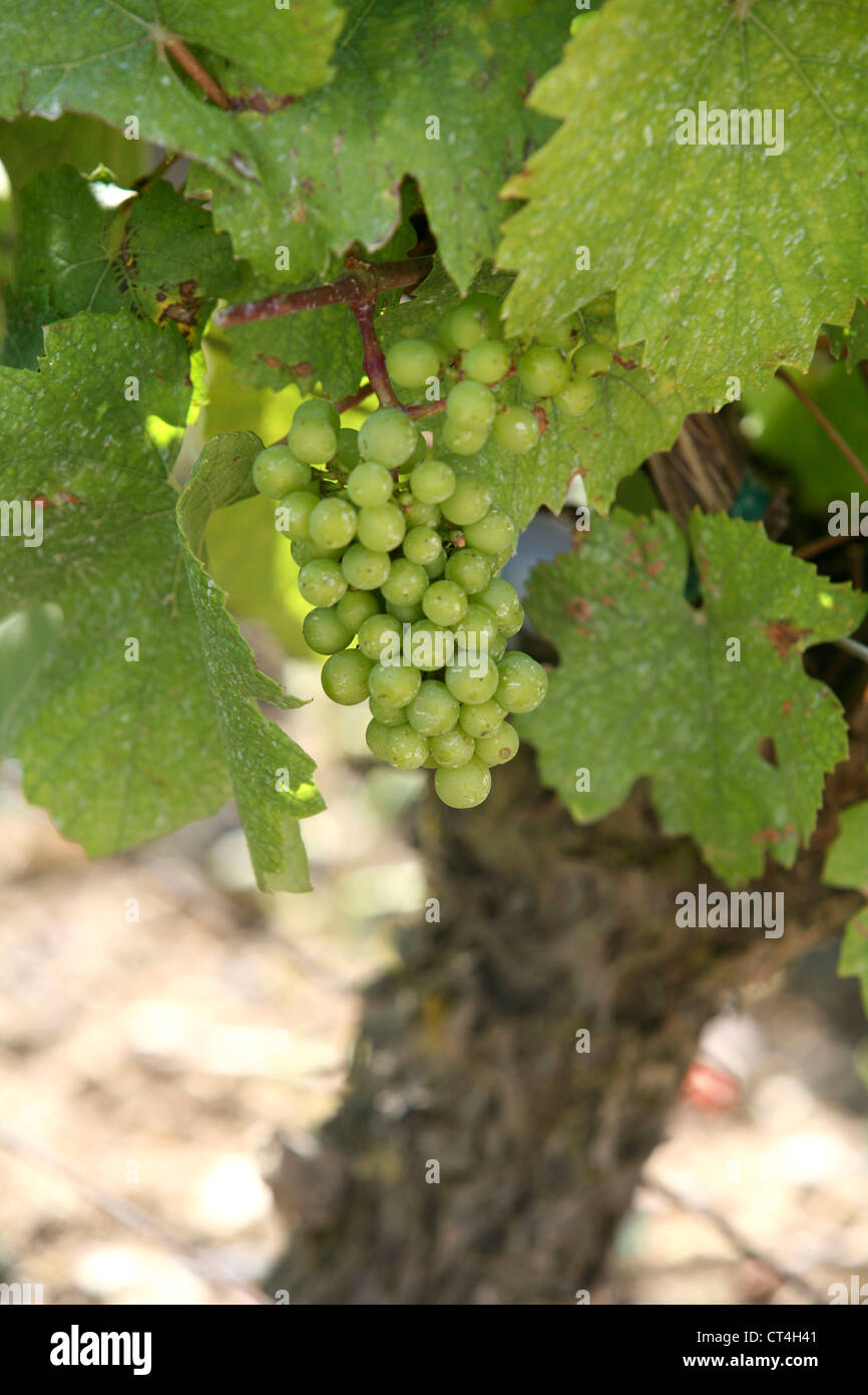 Grapevine Vitis Sp High Resolution Stock Photography and Images - Alamy