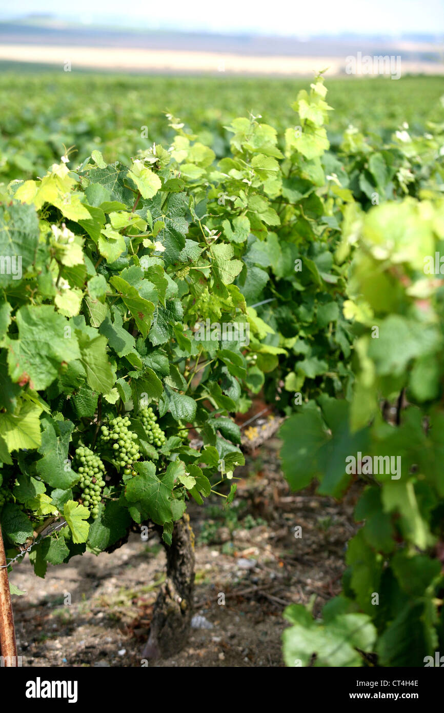 Grapevine Vitis Sp High Resolution Stock Photography and Images - Alamy