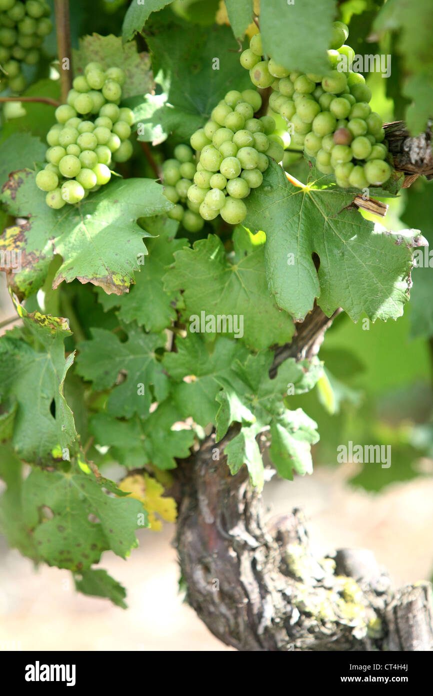 Grapevine Vitis Sp High Resolution Stock Photography and Images - Alamy