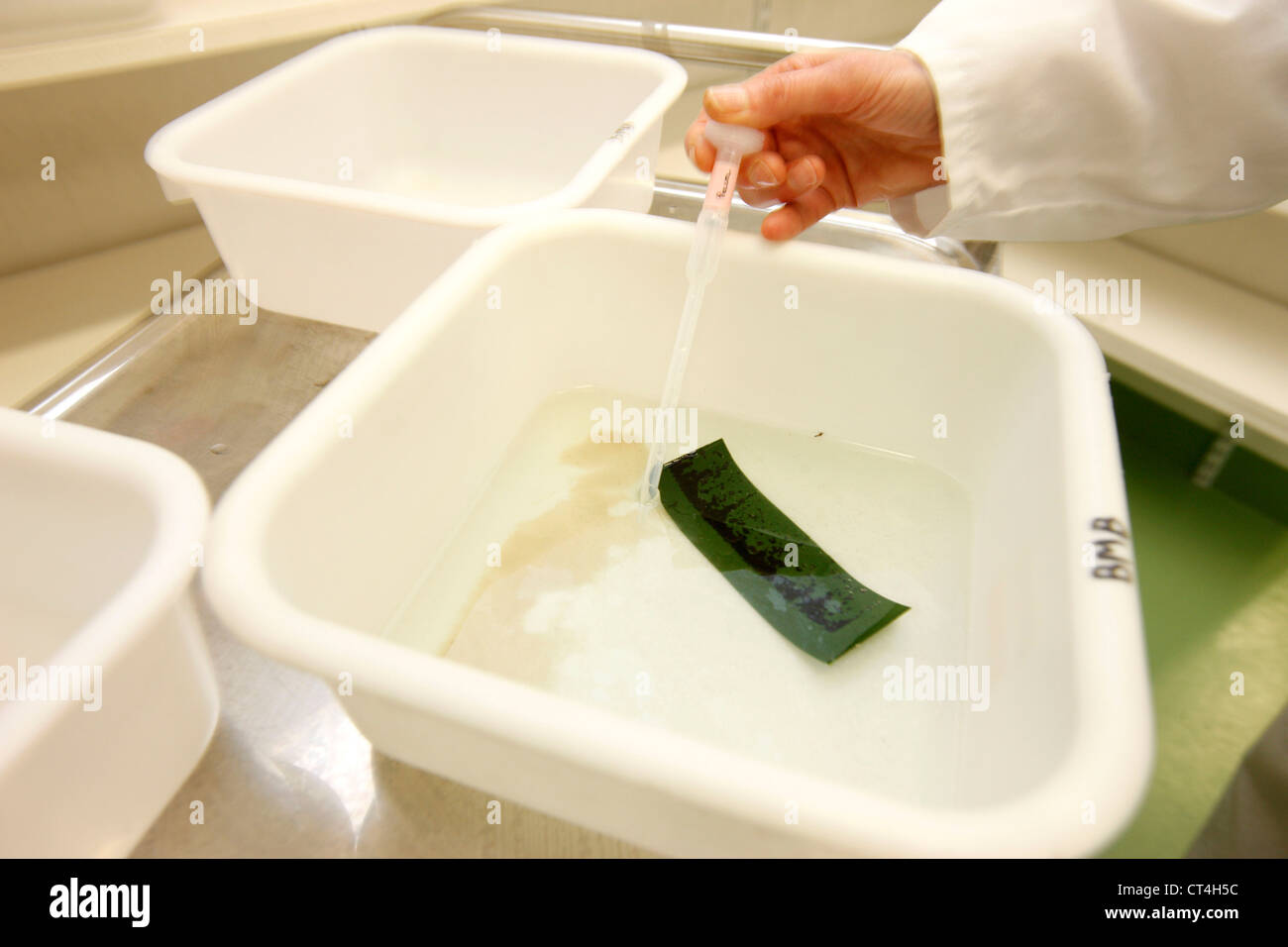 MOSQUITO BREEDING IN LABORATORY Stock Photo - Alamy