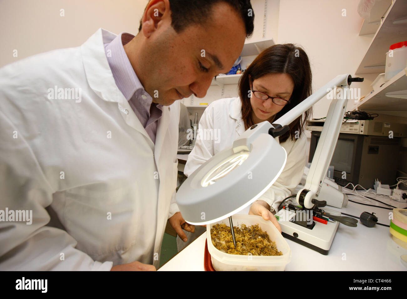 MOSQUITO BREEDING IN LABORATORY Stock Photo - Alamy