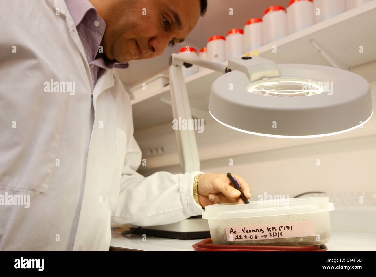 MOSQUITO BREEDING IN LABORATORY Stock Photo - Alamy