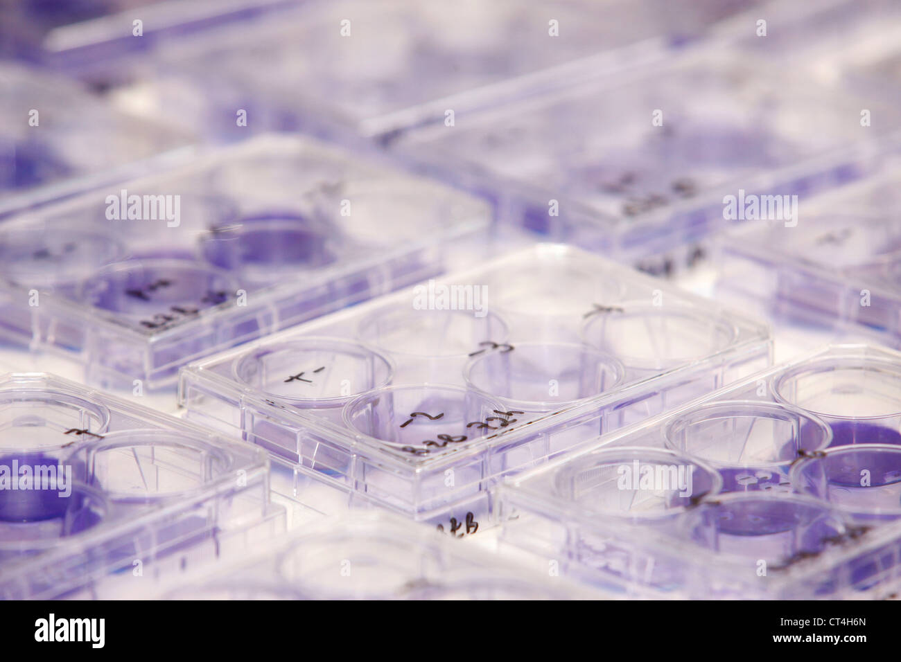 Cell culture assays hi-res stock photography and images - Alamy