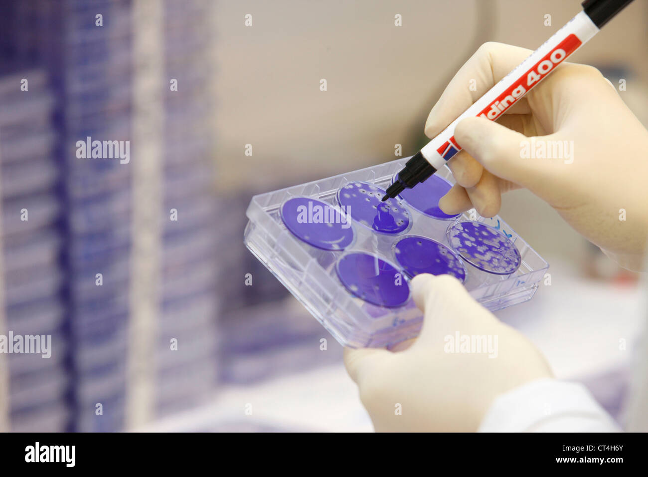 Cell culture assays hi-res stock photography and images - Alamy