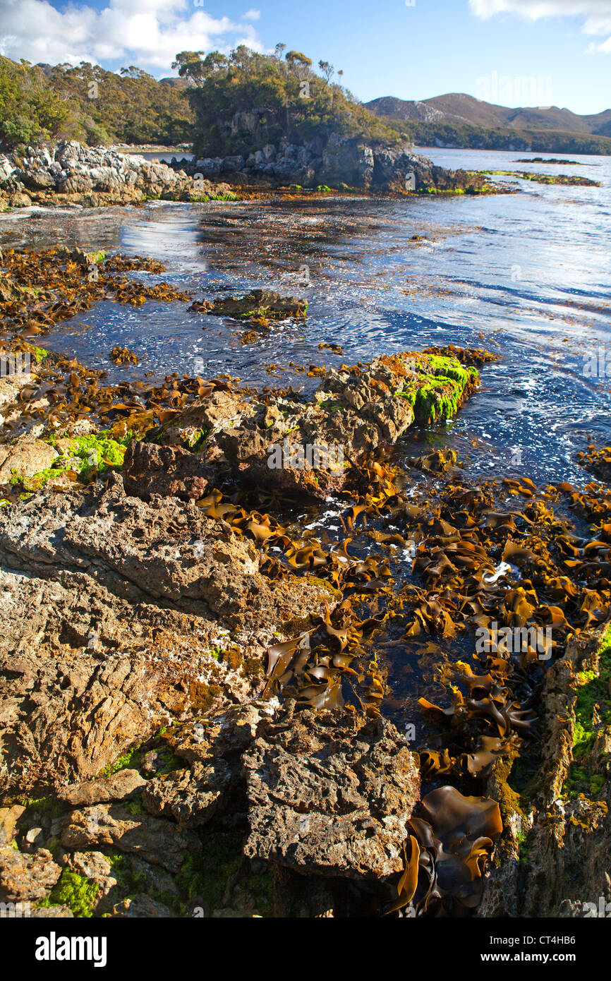 Bramble Cove on Bathurst Harbour in Tasmania's Southwest National Park ...