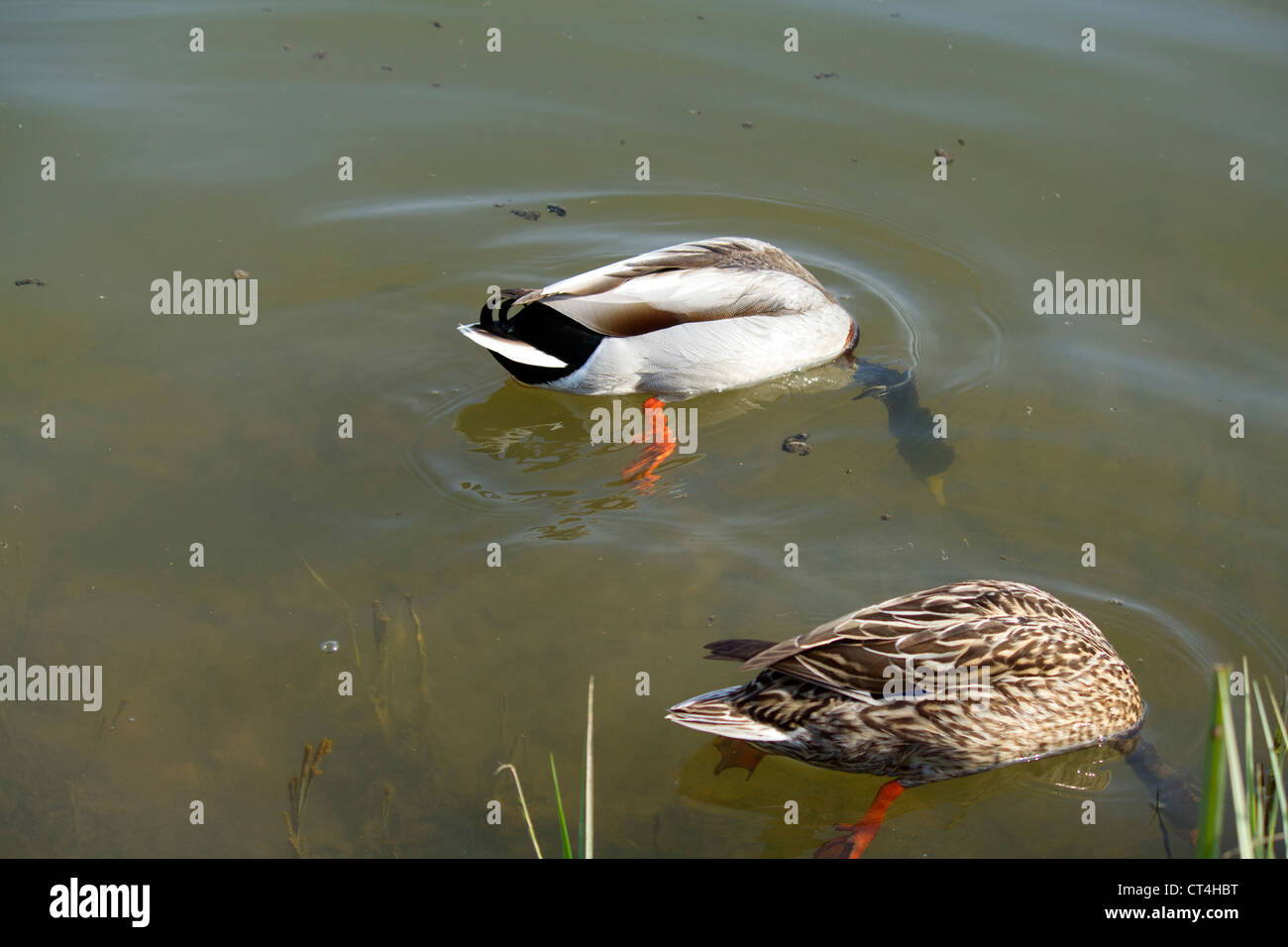 Mallard duck (Anas platyrhynchos) bottom feeding. Necks seen in the ...