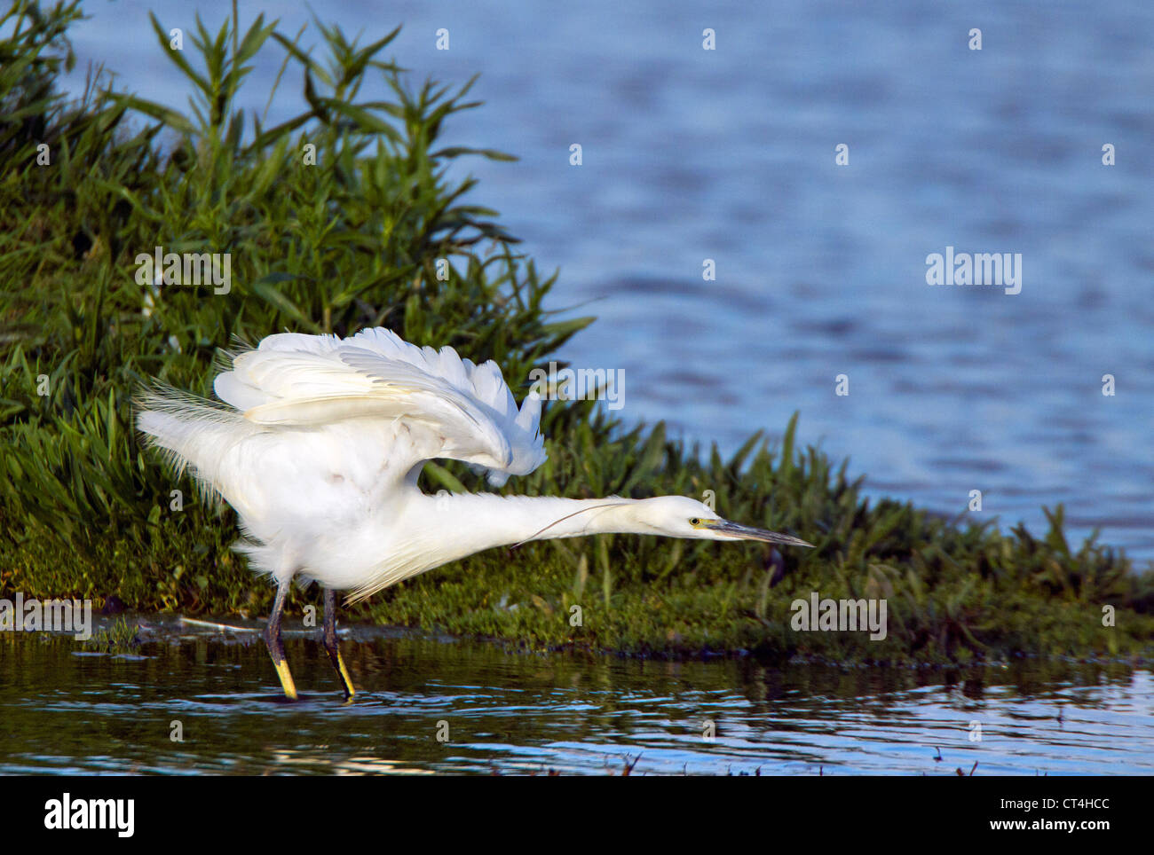 Little Egret (Egretta garzetta). wing stretching Stock Photo - Alamy