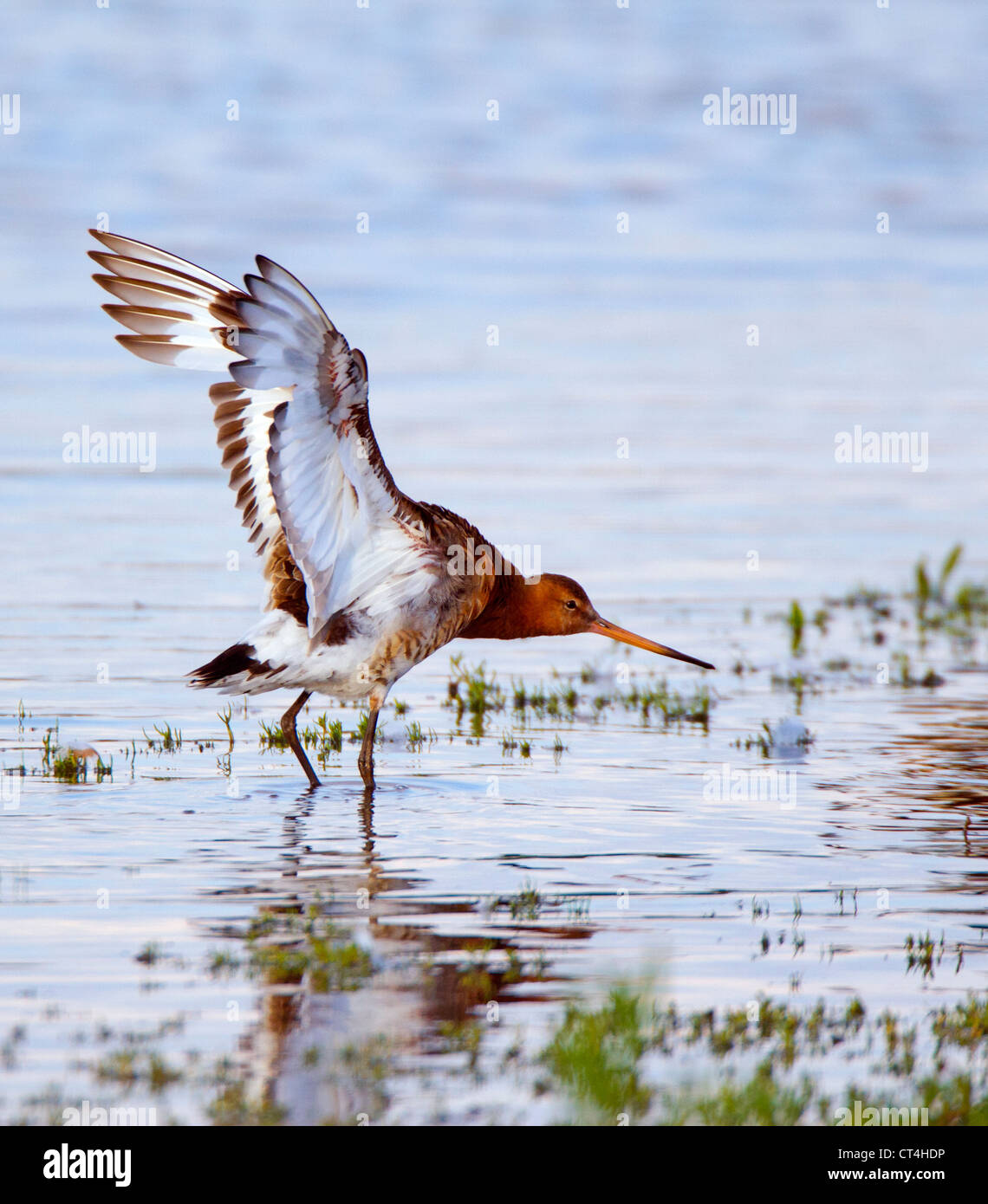 Black Tailed Godwit. (Limosa limosa). Wings up. Wing stretching Stock ...