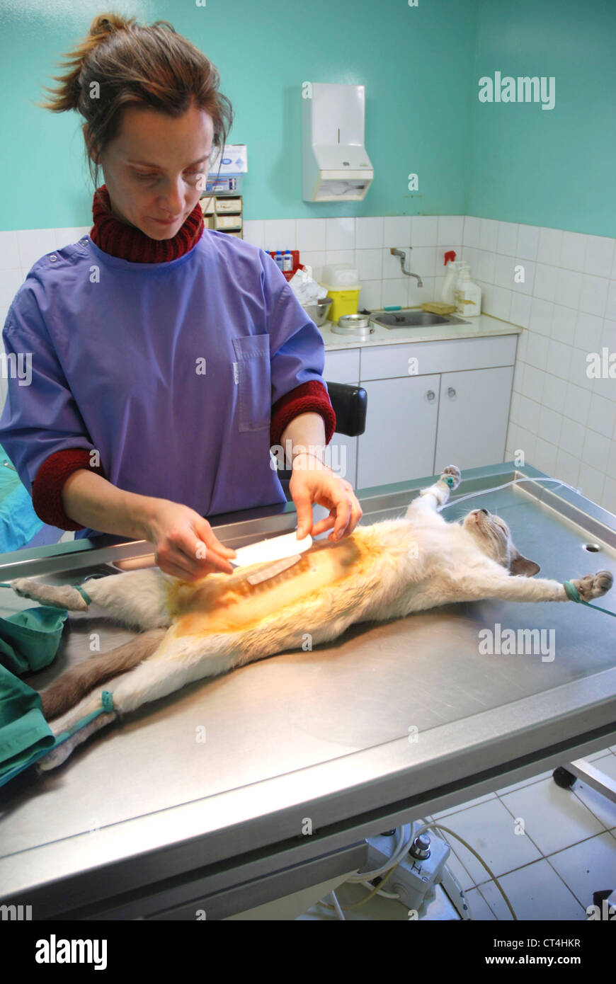 Castration human hi-res stock photography and images - Alamy
