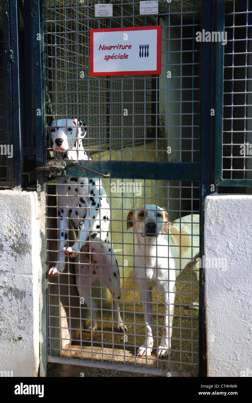 Refuge dogs hi-res stock photography and images - Alamy