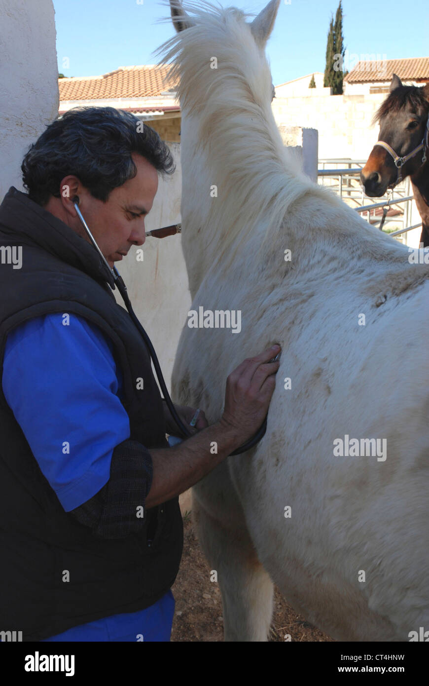 Animal inspection hi-res stock photography and images - Alamy