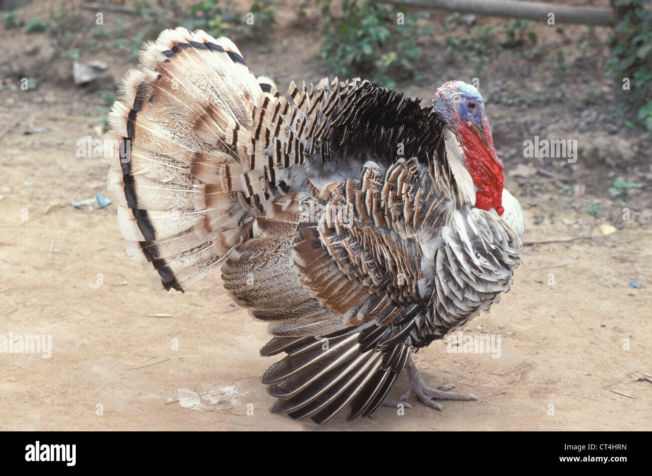 Turkey stag hi-res stock photography and images - Alamy
