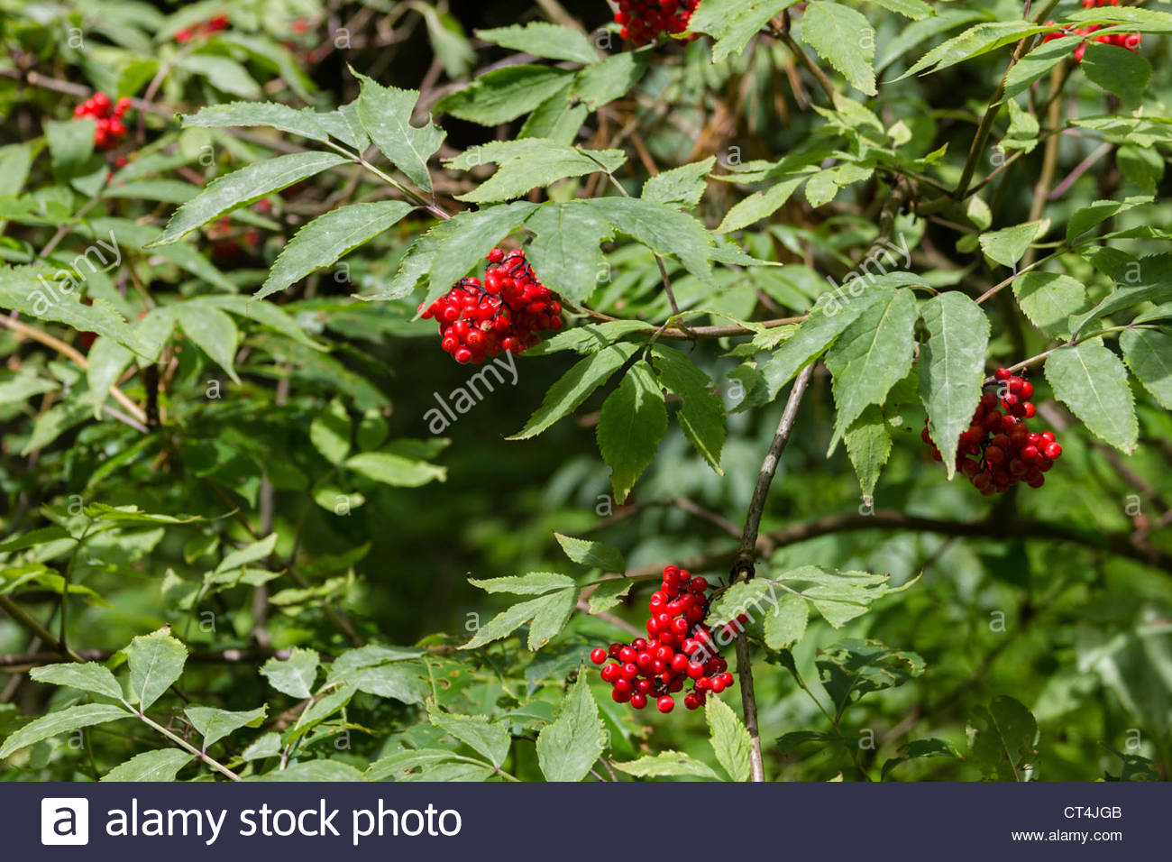 Wild Fruits High Resolution Stock Photography and Images - Alamy