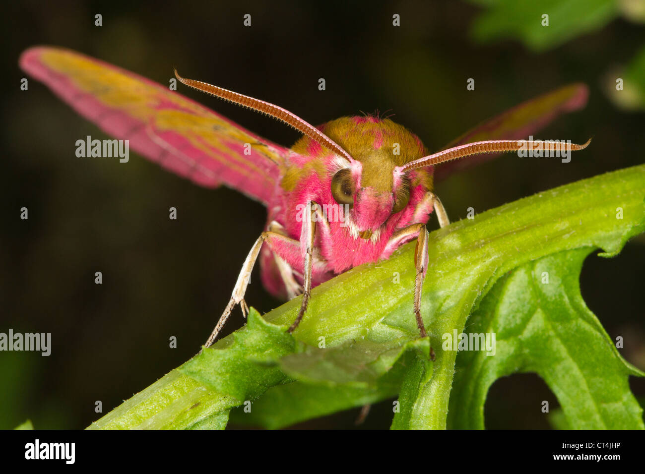 Pectinate antenna hi-res stock photography and images - Alamy