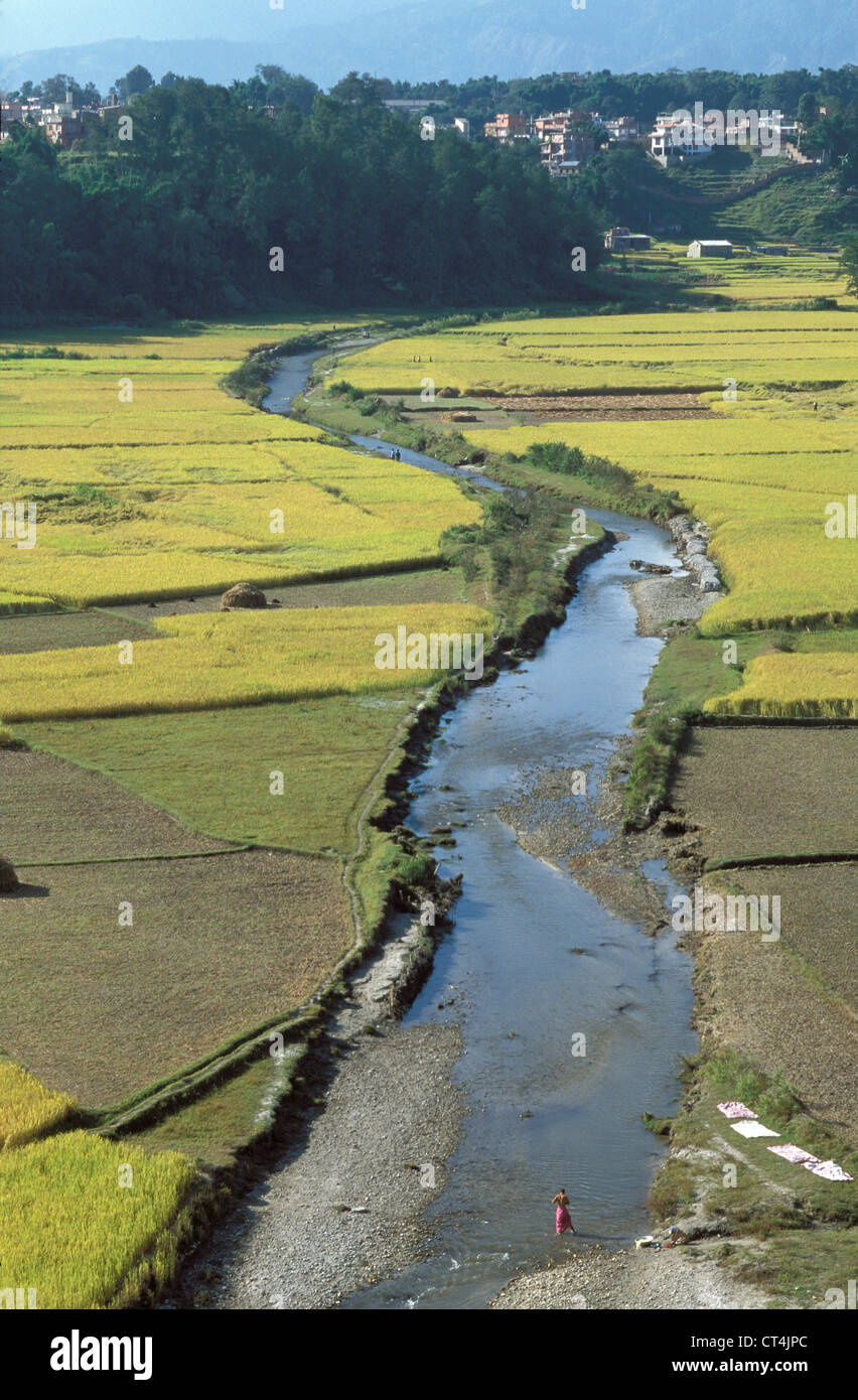 Rivers of rice hi-res stock photography and images - Alamy