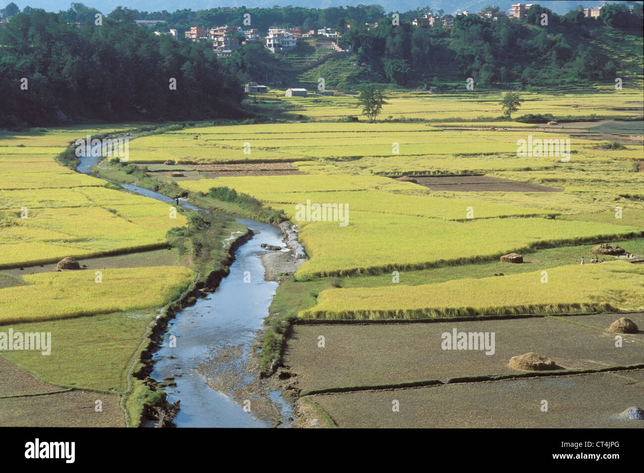 Rivers of rice hi-res stock photography and images - Alamy