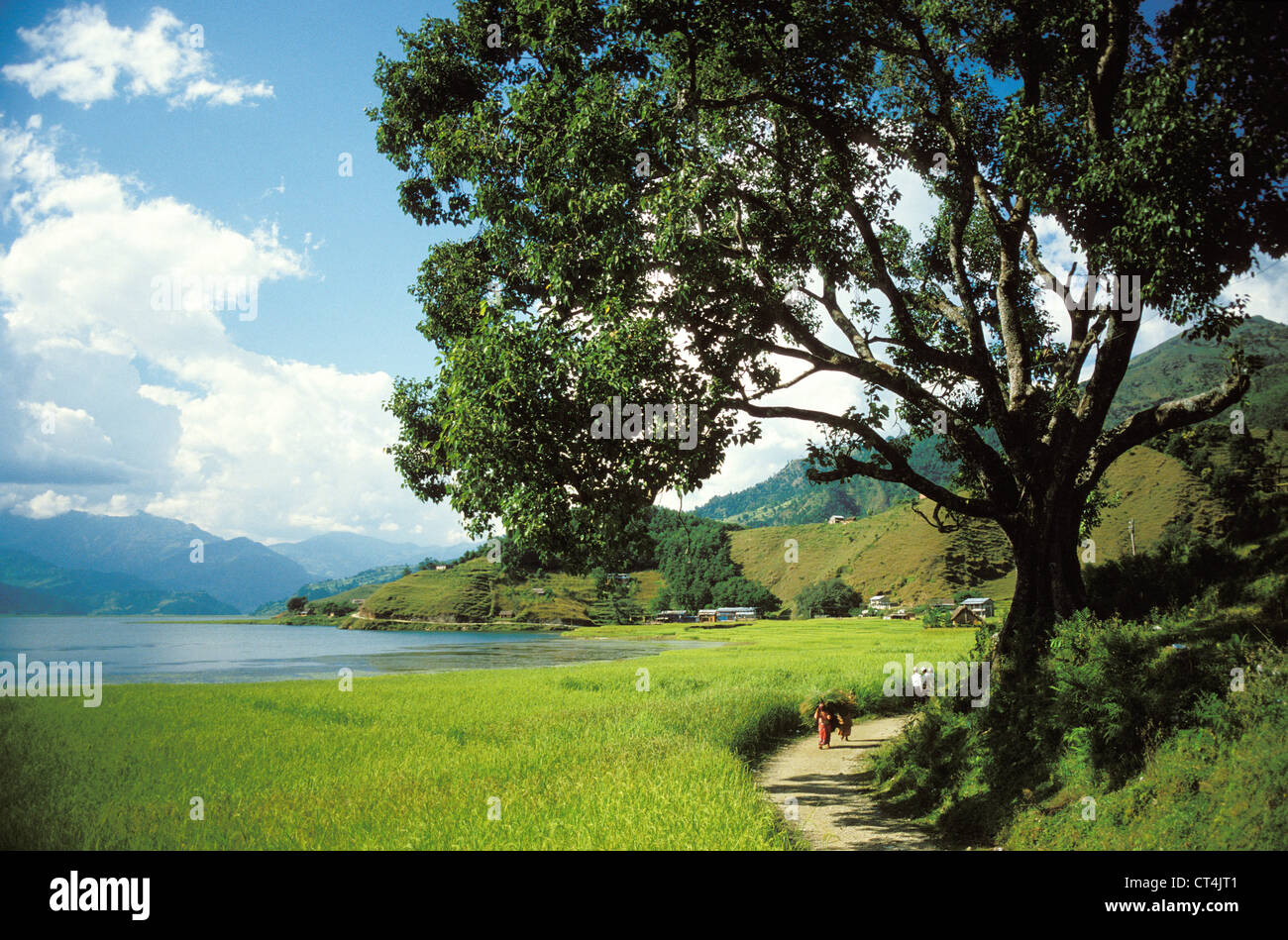 Nepal weed hi-res stock photography and images - Alamy