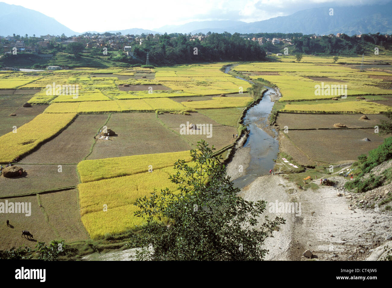 Rivers of rice hi-res stock photography and images - Alamy