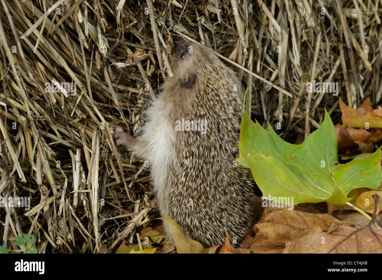 WESTERN EUROPEAN HEDGEHOG Stock Photo - Alamy