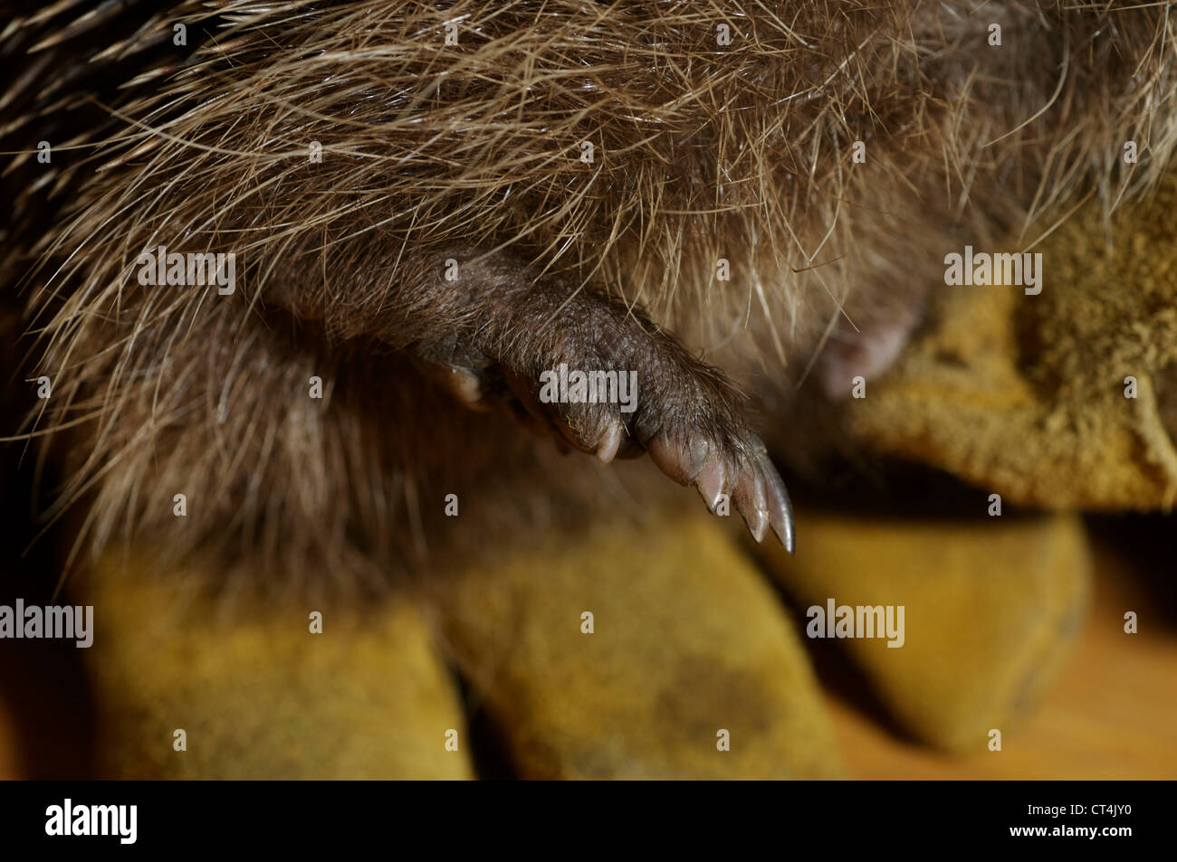 Hedgehog anatomy hi-res stock photography and images - Alamy